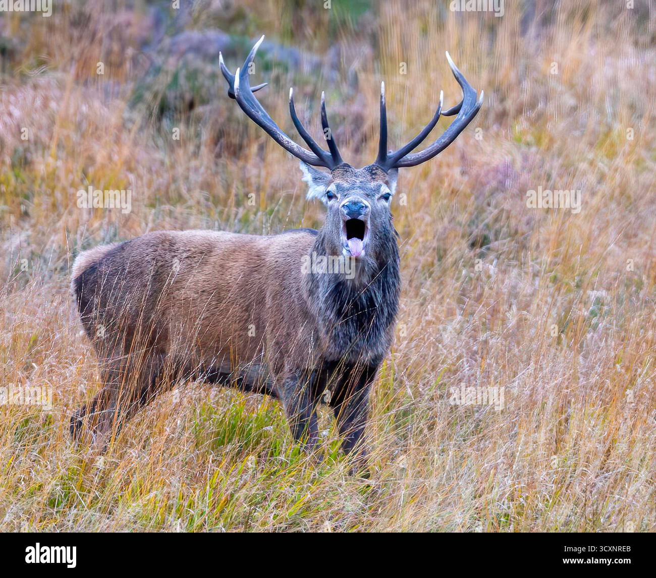 UK: Red Stag Rutting, Glencoe, 15th October 2025 The red stag rutting ...