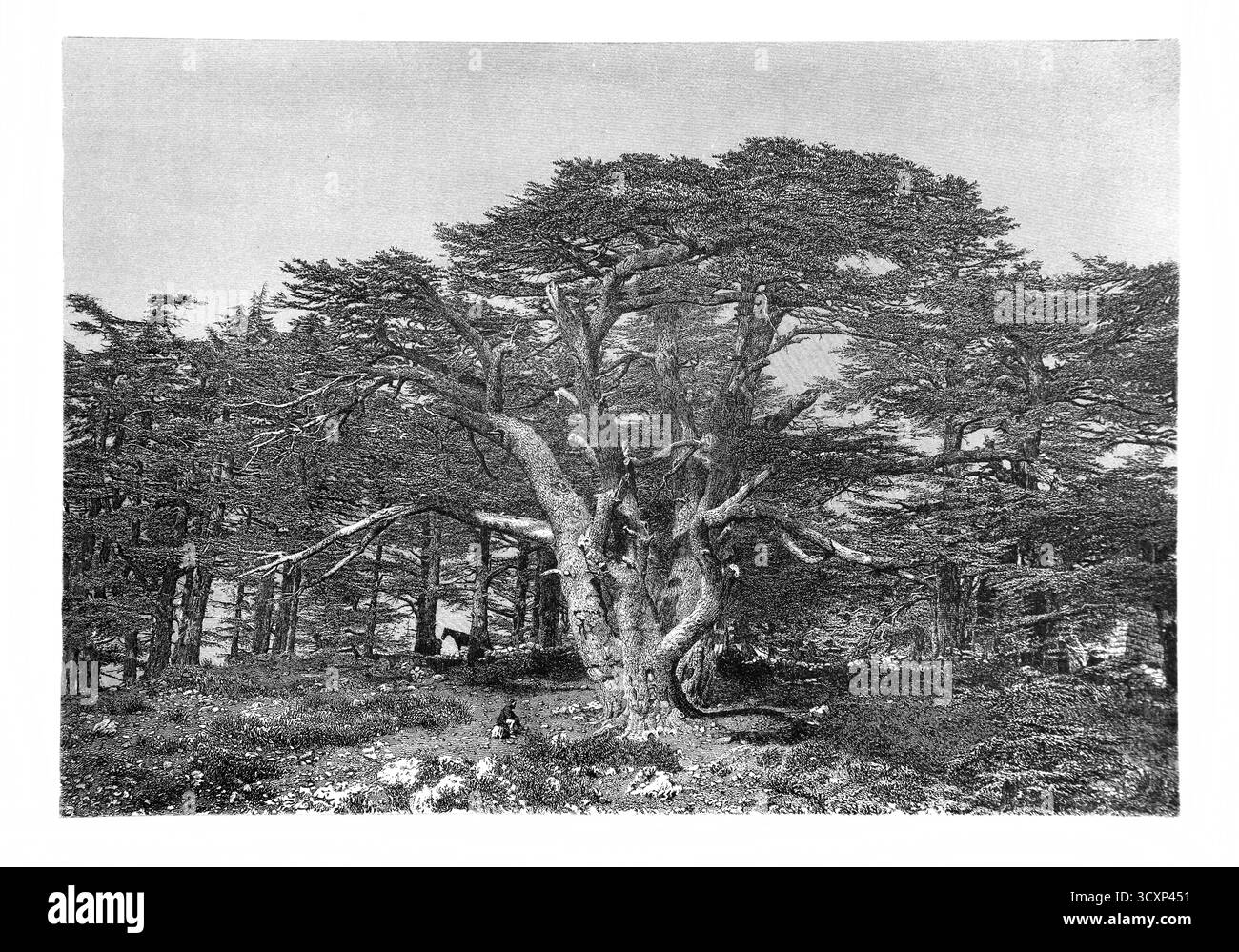 19th century forest art Cut Out Stock Images & Pictures - Alamy