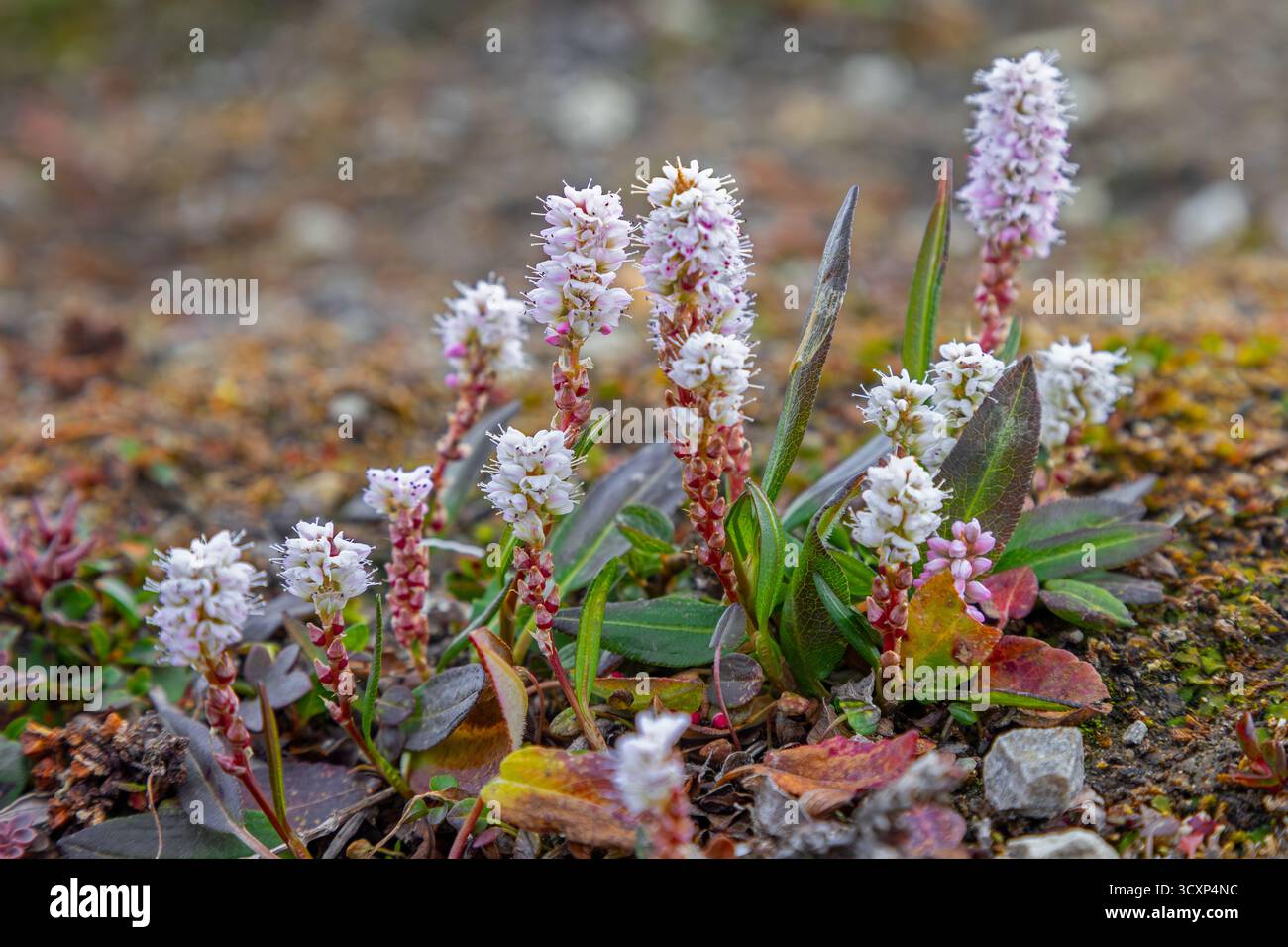 Alpine bistort / serpent-grass / viviparous bistort (Bistorta vivipara ...