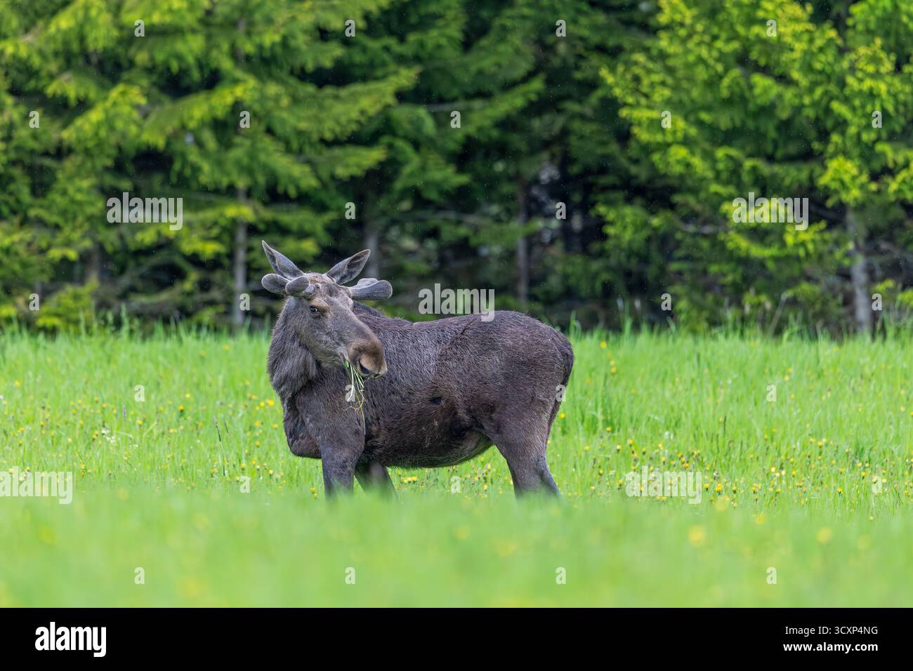 Bull moose foraging on hi-res stock photography and images - Alamy