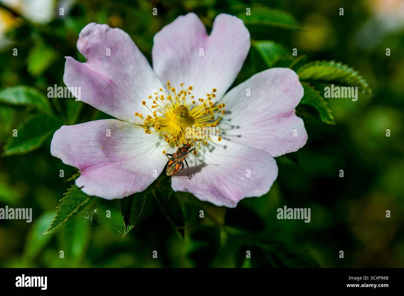 Rosa canina, the dog rose, is a variable climbing, wild rose species ...