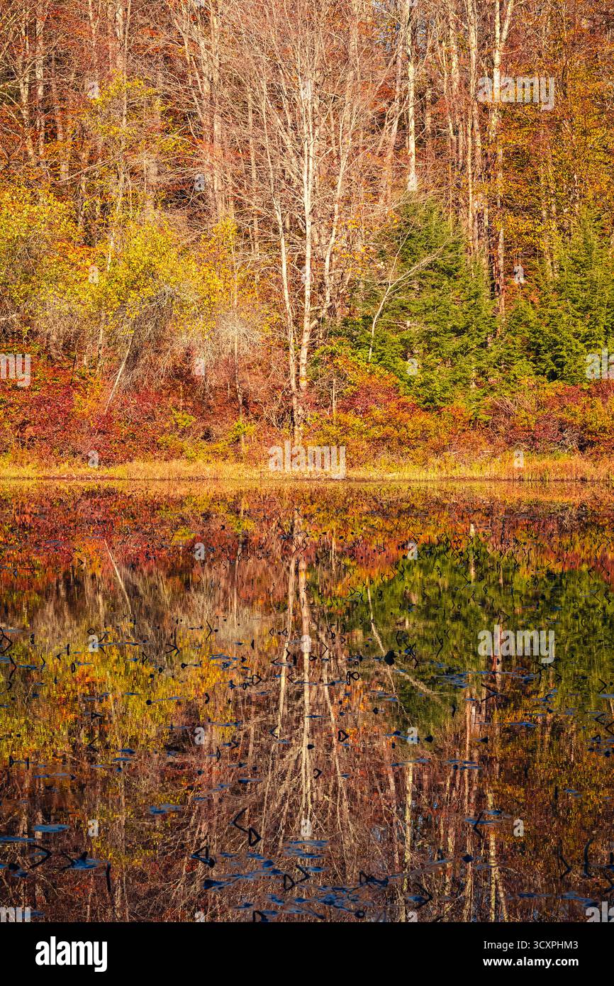 Tree reflection off water hi-res stock photography and images - Alamy