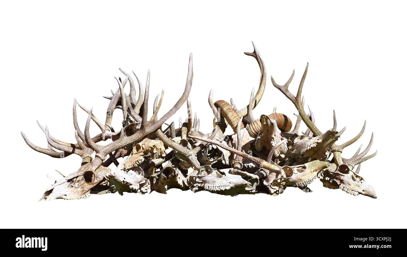 Pile of deer and mouflon skulls and antlers on white background for ...