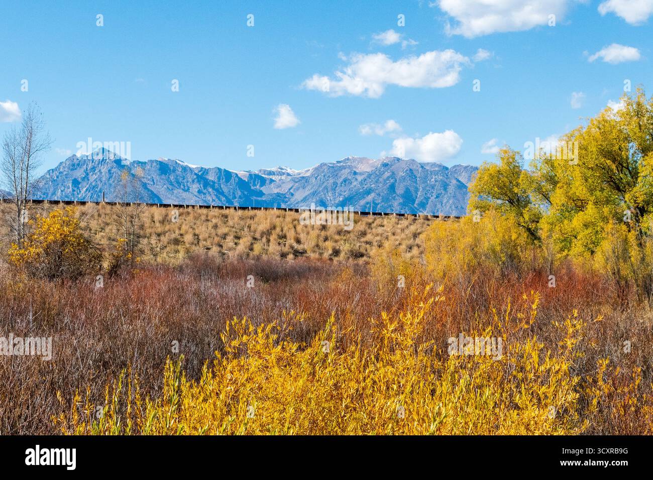 Golden foliage dense shrubs hi-res stock photography and images - Alamy
