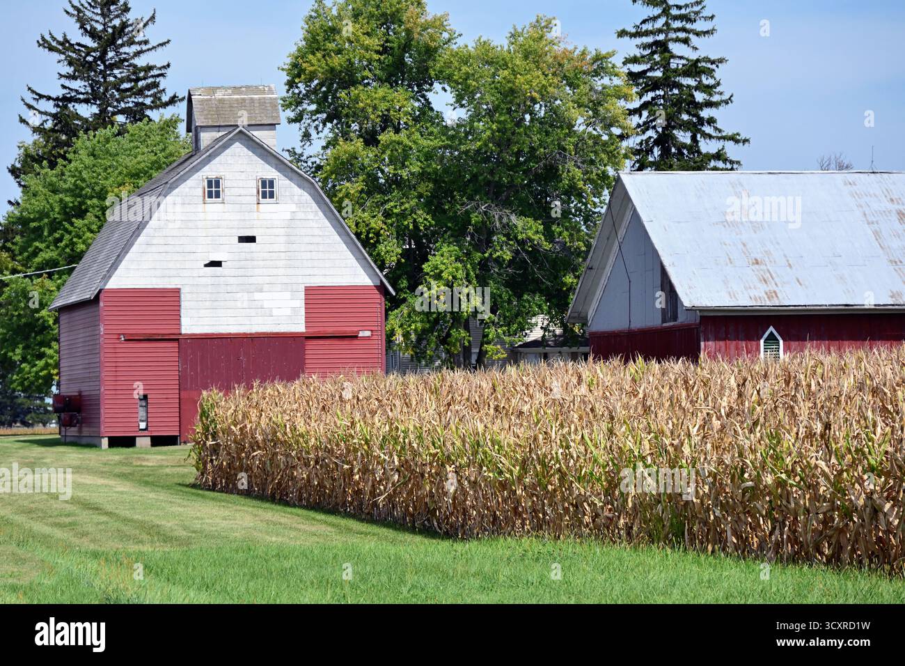 Ransom, Illinois, USA. A fully mature cornfield awaits the annual ...