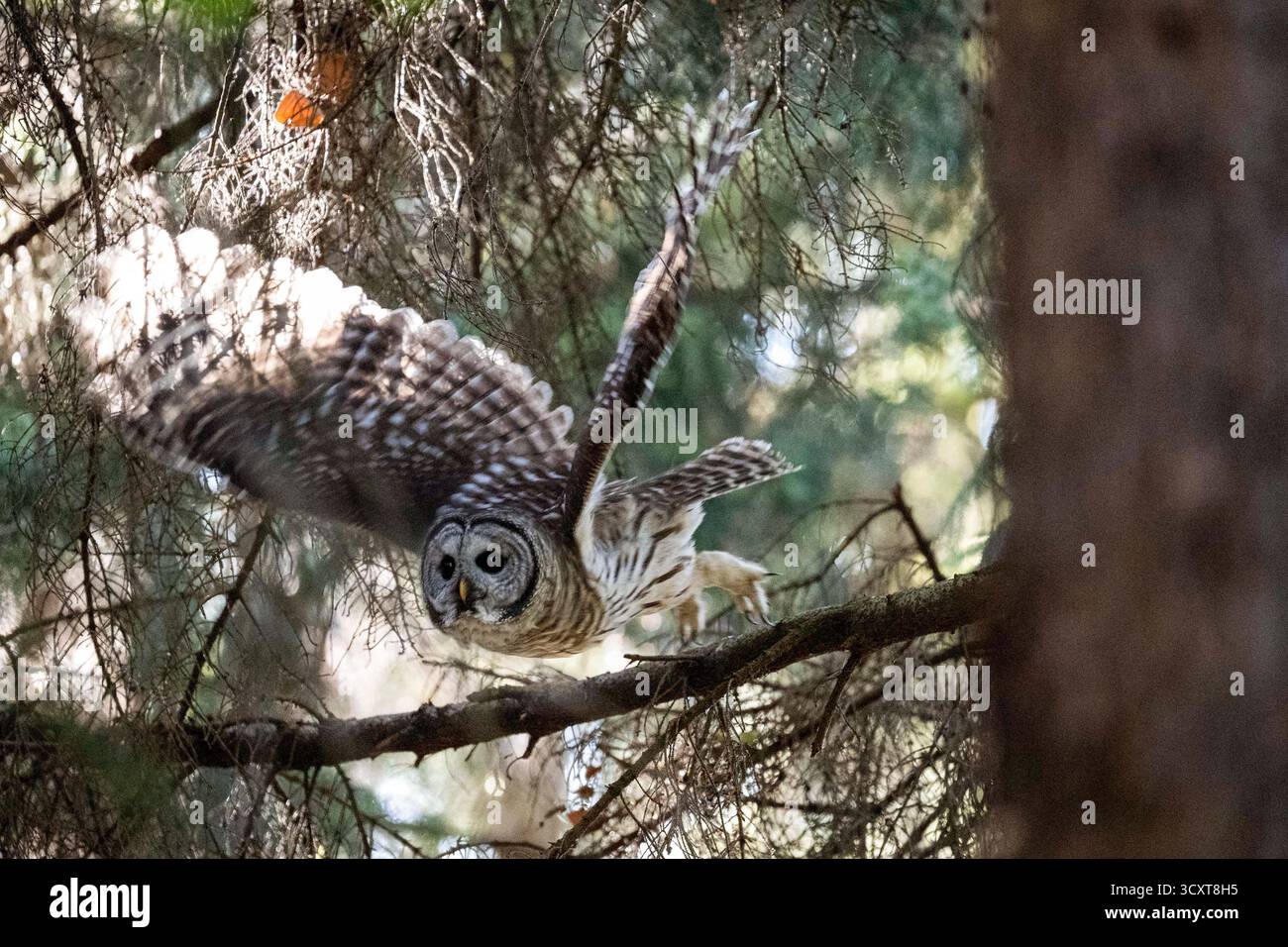 Seattle, Washington, USA. 15th Oct, 2025. A wild Barred Owl (Strix ...