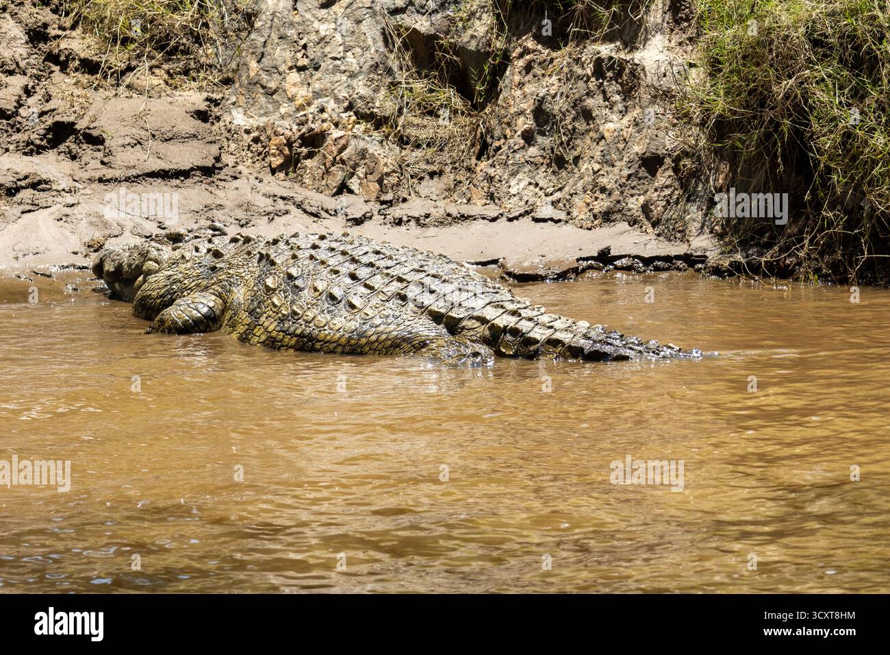 Nile Crocodile (Crocodylus niloticus) resting partially submerged in ...