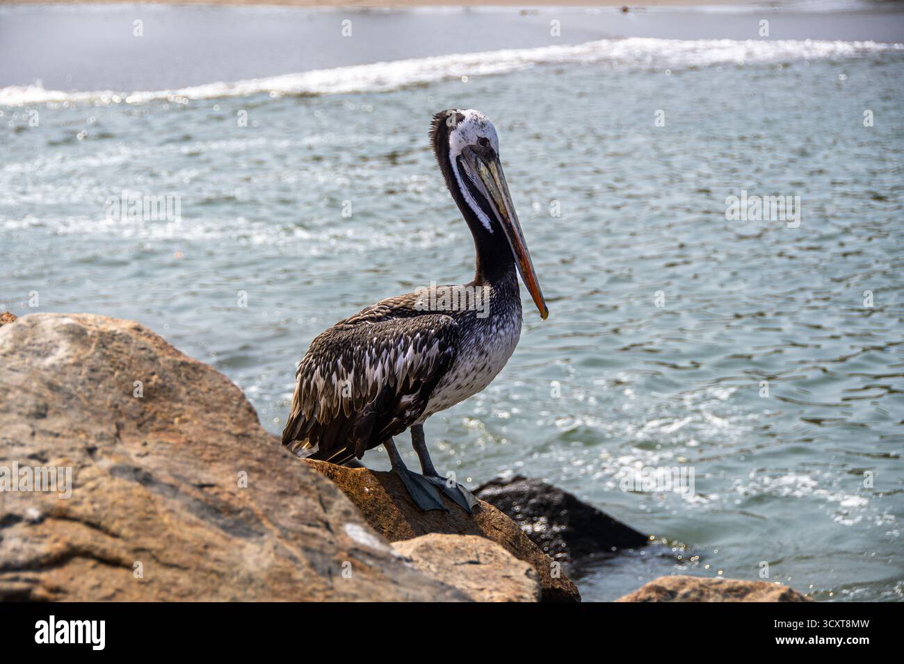 Brown pelican (Pelecanus thagus, pelicano pardo) perched on coastal ...