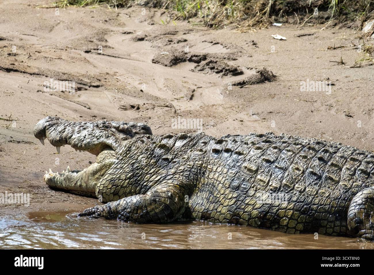 Crocodile sand river maasai hi-res stock photography and images - Alamy