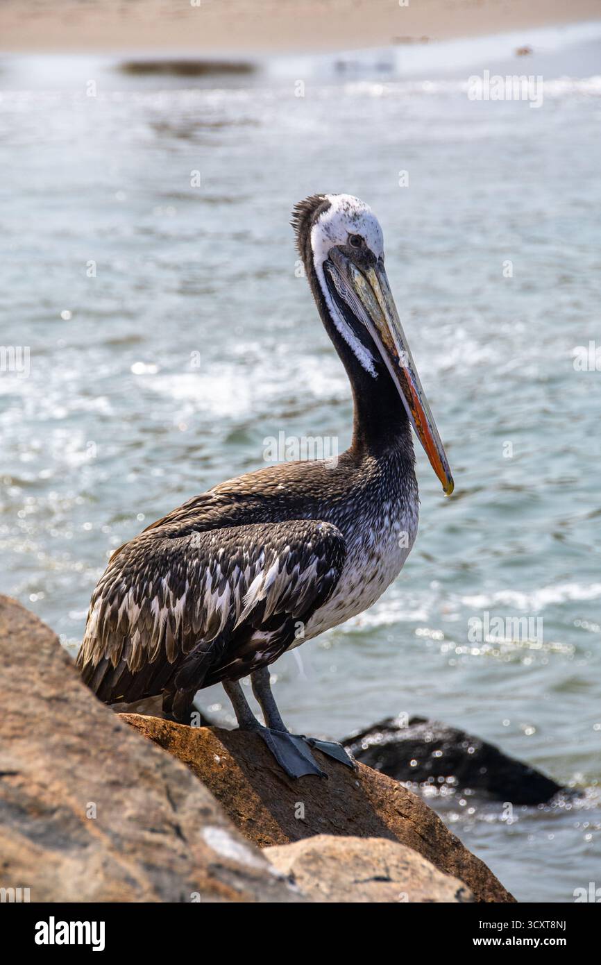 Brown pelican (Pelecanus thagus, pelicano pardo) perched on coastal ...