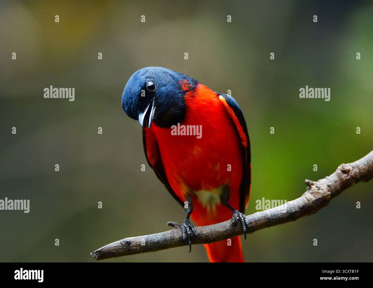 Long tailed serranidae hi-res stock photography and images - Alamy