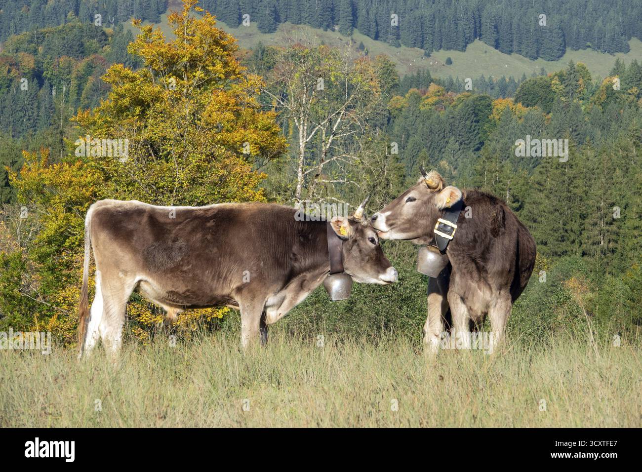 Cattle, 2 cows with cowbells, cow licks another cow on the head, behind ...