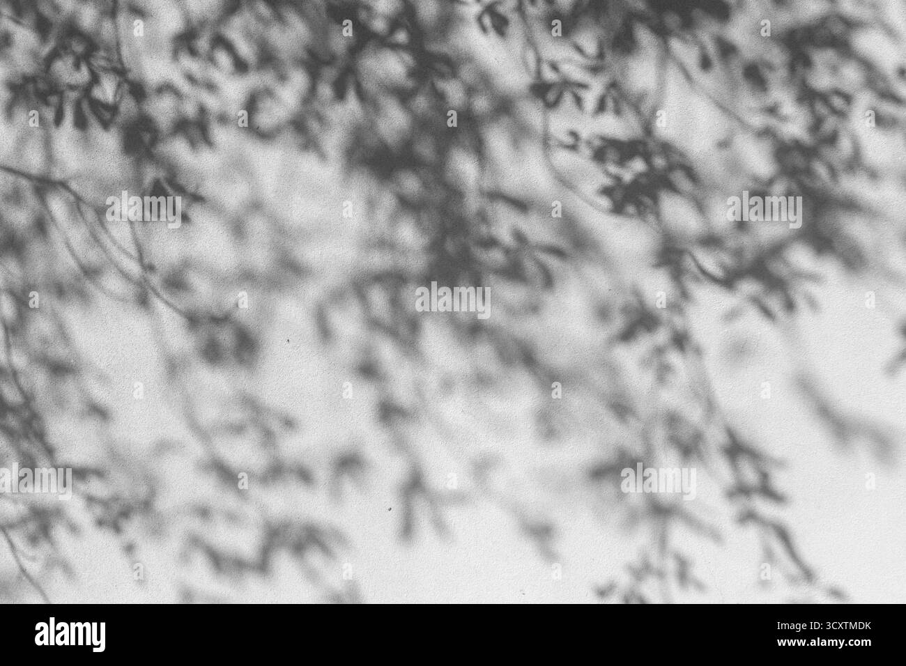 A background of shadows of branches and leaves of trees forming a ...