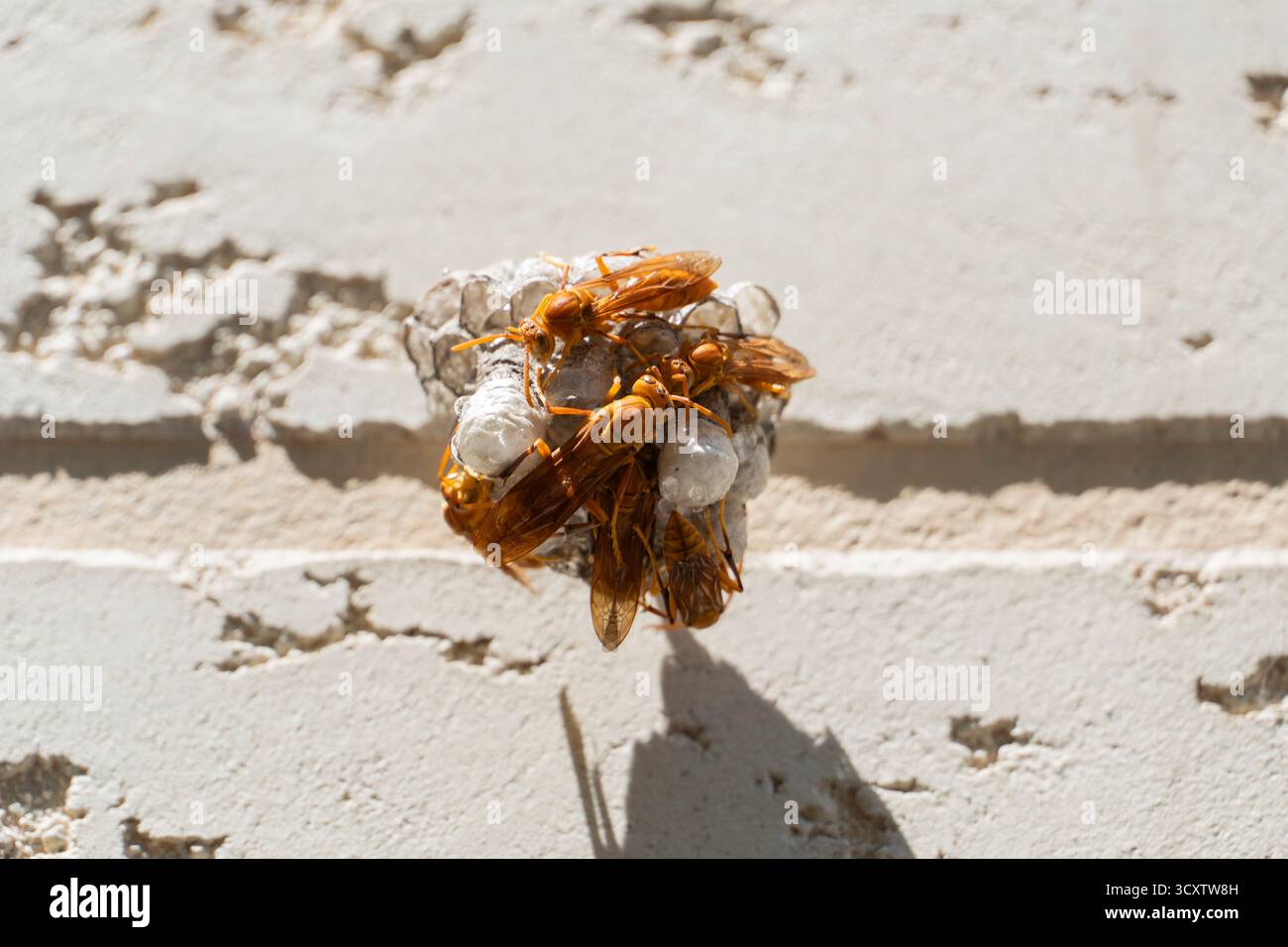 Paper like wall wasps nest hi-res stock photography and images - Alamy