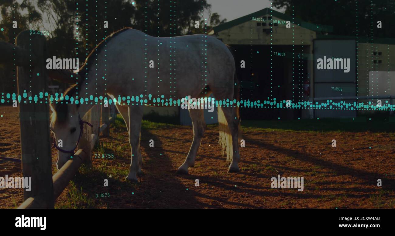 Grazing white horse lowering hi-res stock photography and images - Alamy