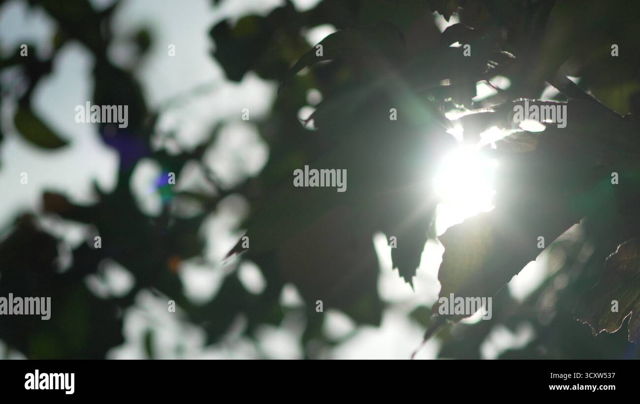 Sun Leaves Nature: Vibrant sun rays piercing through dark foliage ...