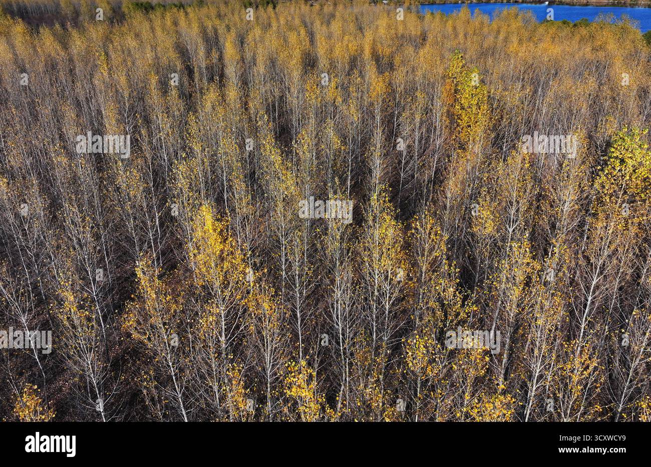 Aerial photo shows the populus euphratica forest in Harbin City ...