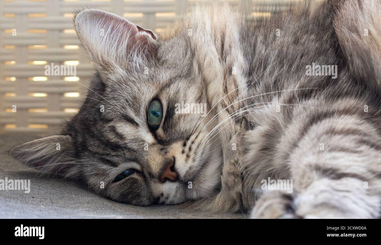 Hypoallergenic silver siberian cat hi-res stock photography and images ...