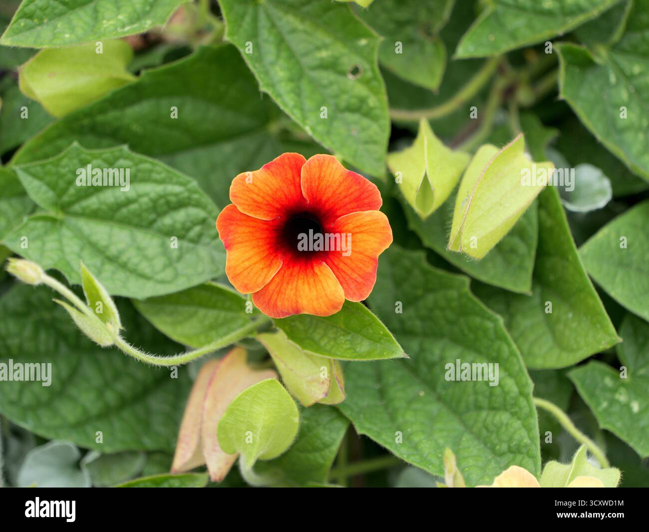 Thunbergia alata flower with black center. Close-up. Copyspace Stock ...