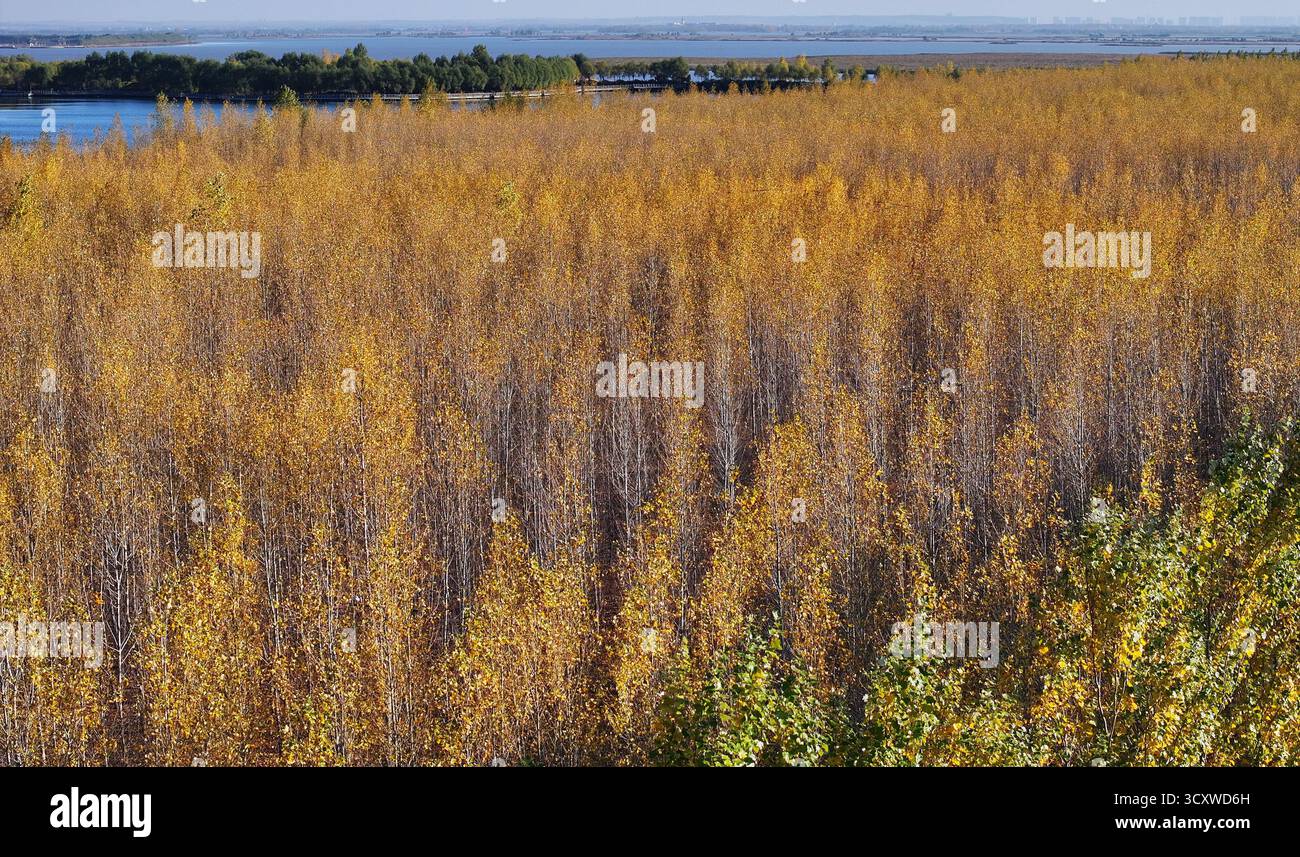 Aerial photo shows the populus euphratica forest in Harbin City ...