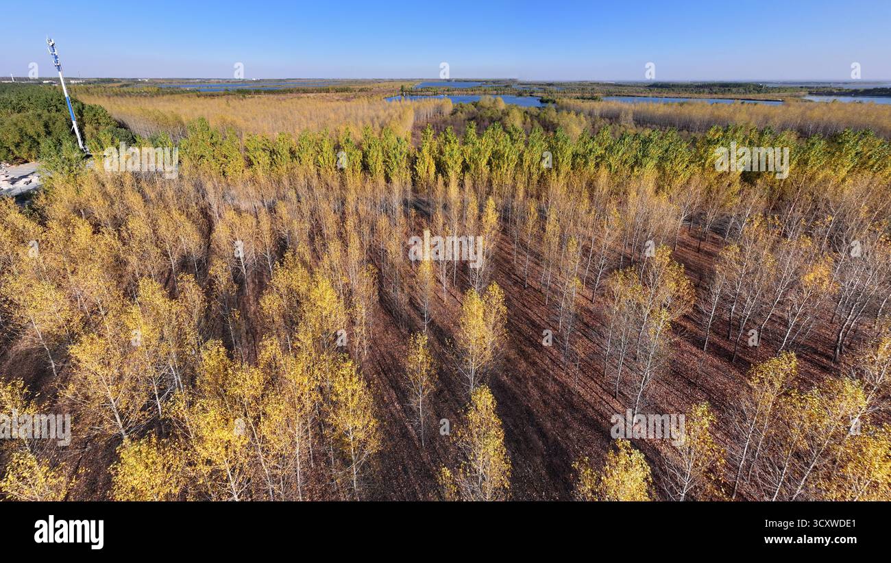 Aerial photo shows the populus euphratica forest in Harbin City ...