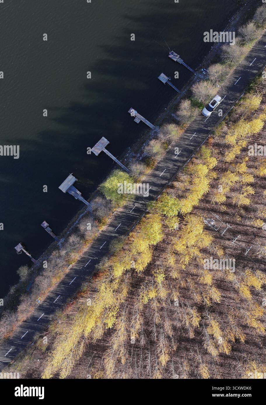 Aerial photo shows the populus euphratica forest in Harbin City ...