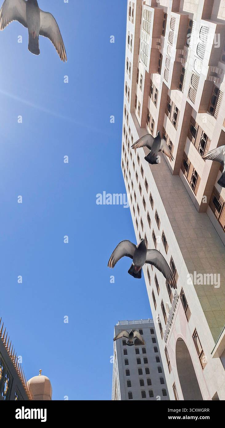 Medina, Saudi Arabia - March 7, 2024: Pigeons flying around the ...
