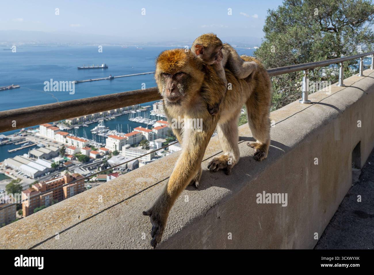 Gibraltar GIB, Themenbild Reisen, Gibraltar, 14.10.2025. Ein Makaken ...