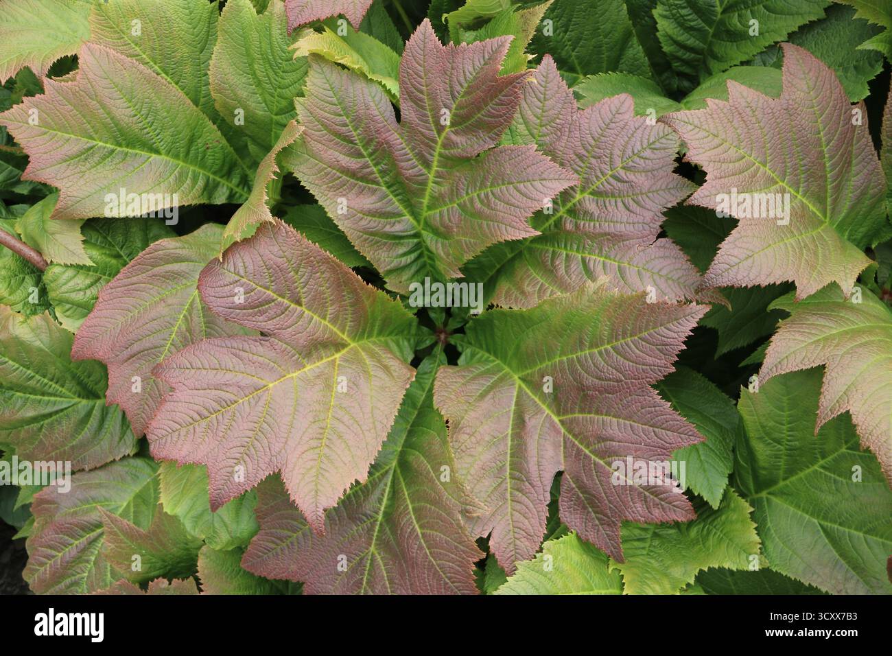 Bronze foliage hi-res stock photography and images - Alamy