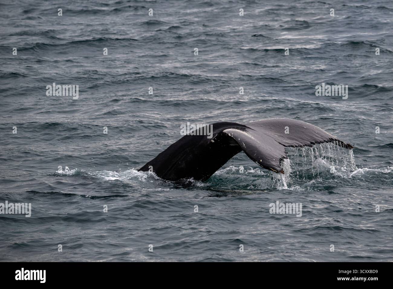 Humpback whale tail atlantic ocean hi-res stock photography and images ...