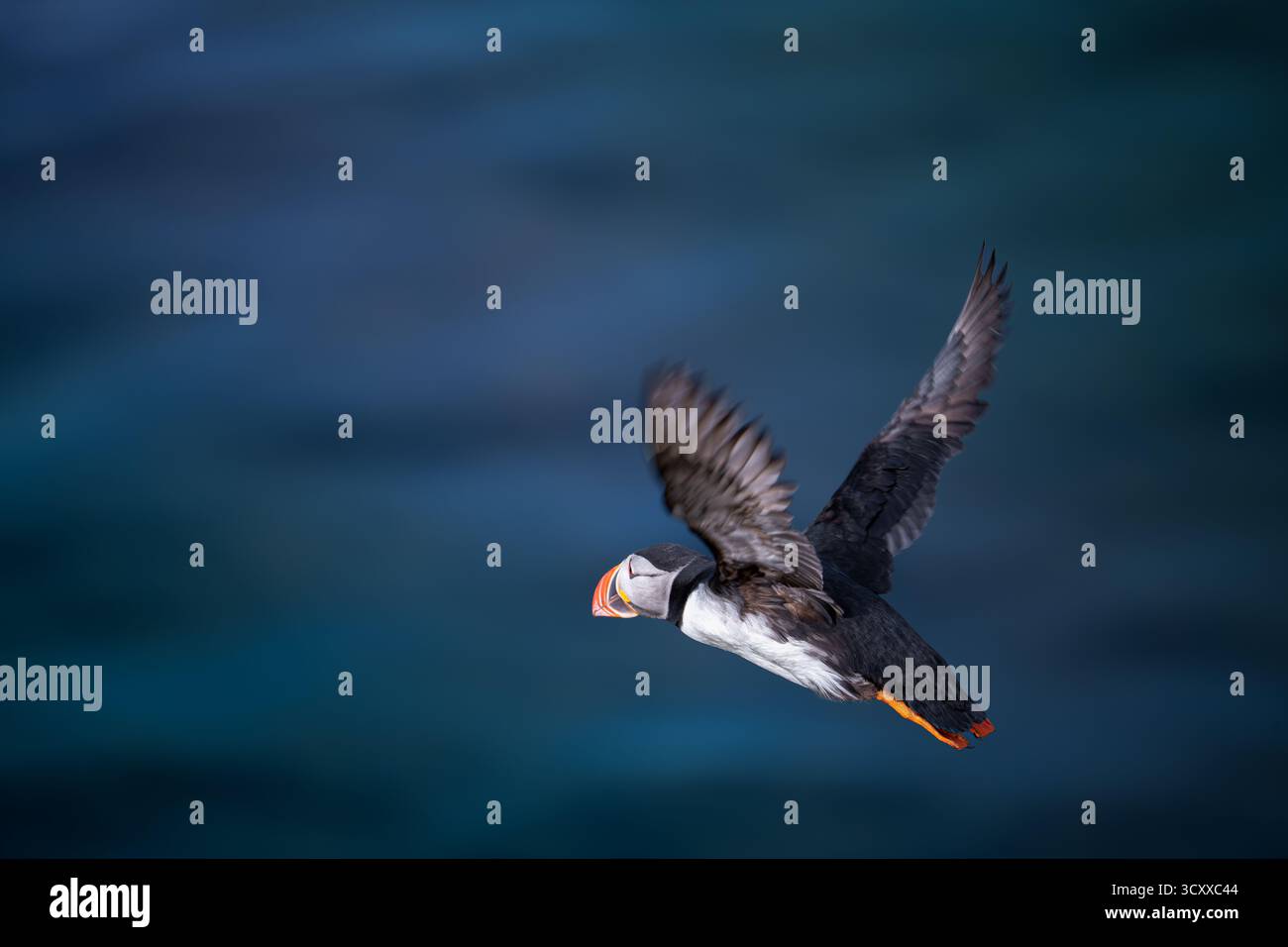 Puffin in flight above water hi-res stock photography and images - Alamy