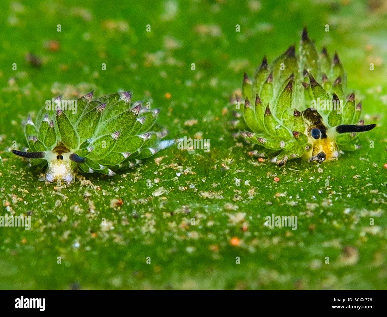 Leaf slug from Bali Stock Photo - Alamy