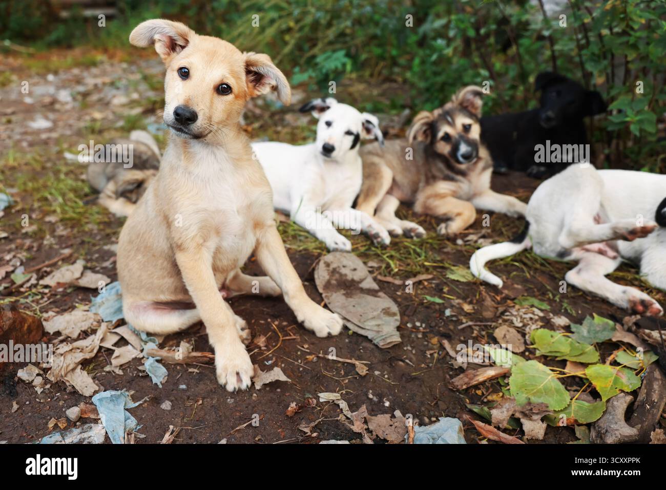 Many different cute stray dogs hi-res stock photography and images - Alamy