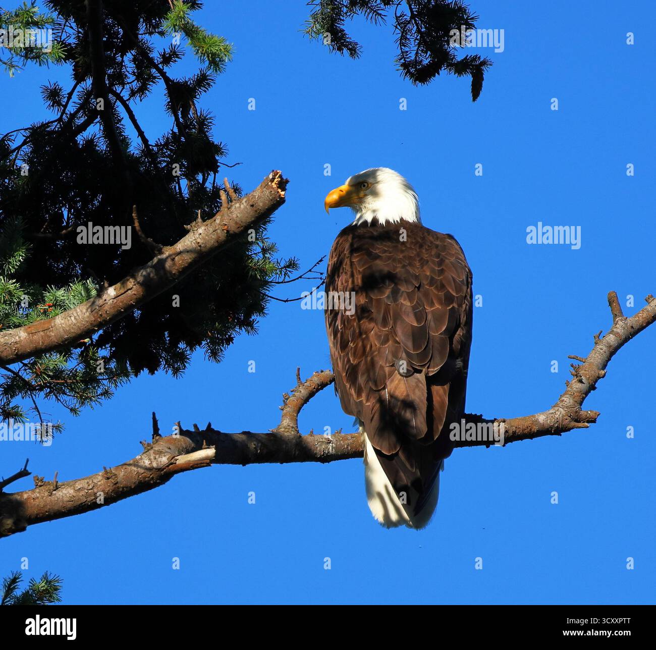 A bald eagle perches in classic profile on a branch against vivid blue ...