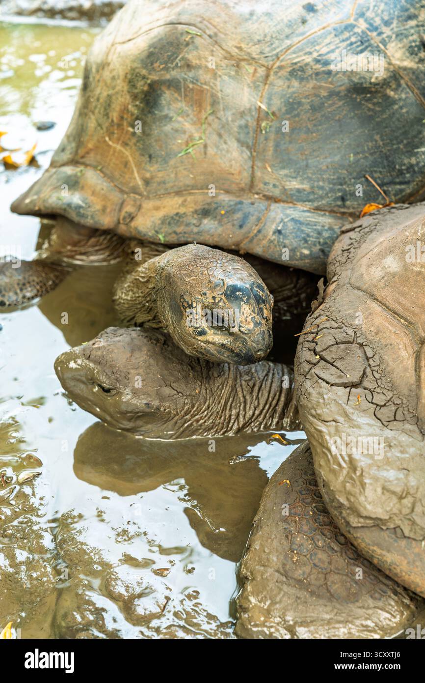 Two giant Aldabra tortoises cooling off, partially submerged in a muddy ...
