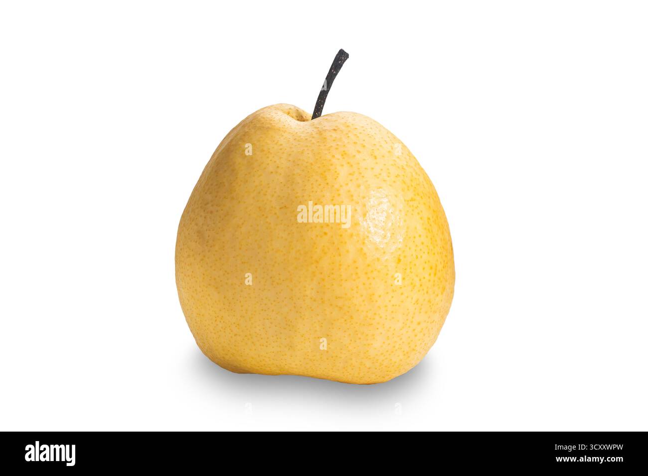 Side view of single ripe sweet chinese pear isolated on white ...