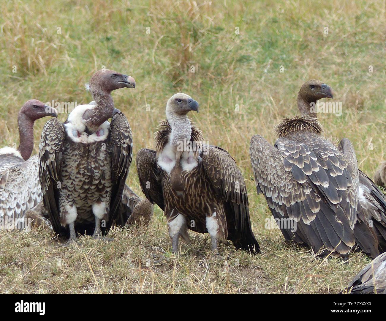 A detailed close-up wildlife scene showing three vultures feeding on ...