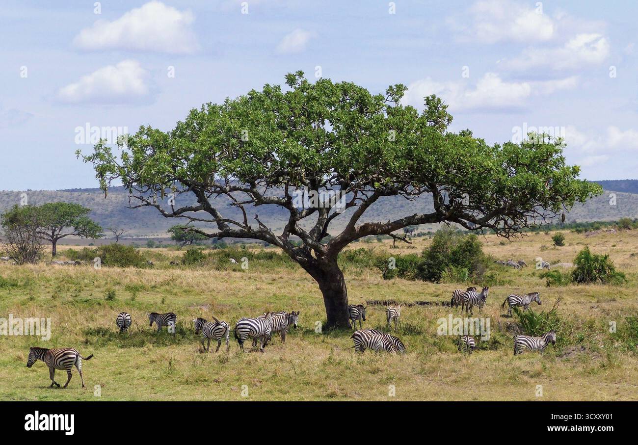 A peaceful wildlife scene showing a group of zebras standing in the ...