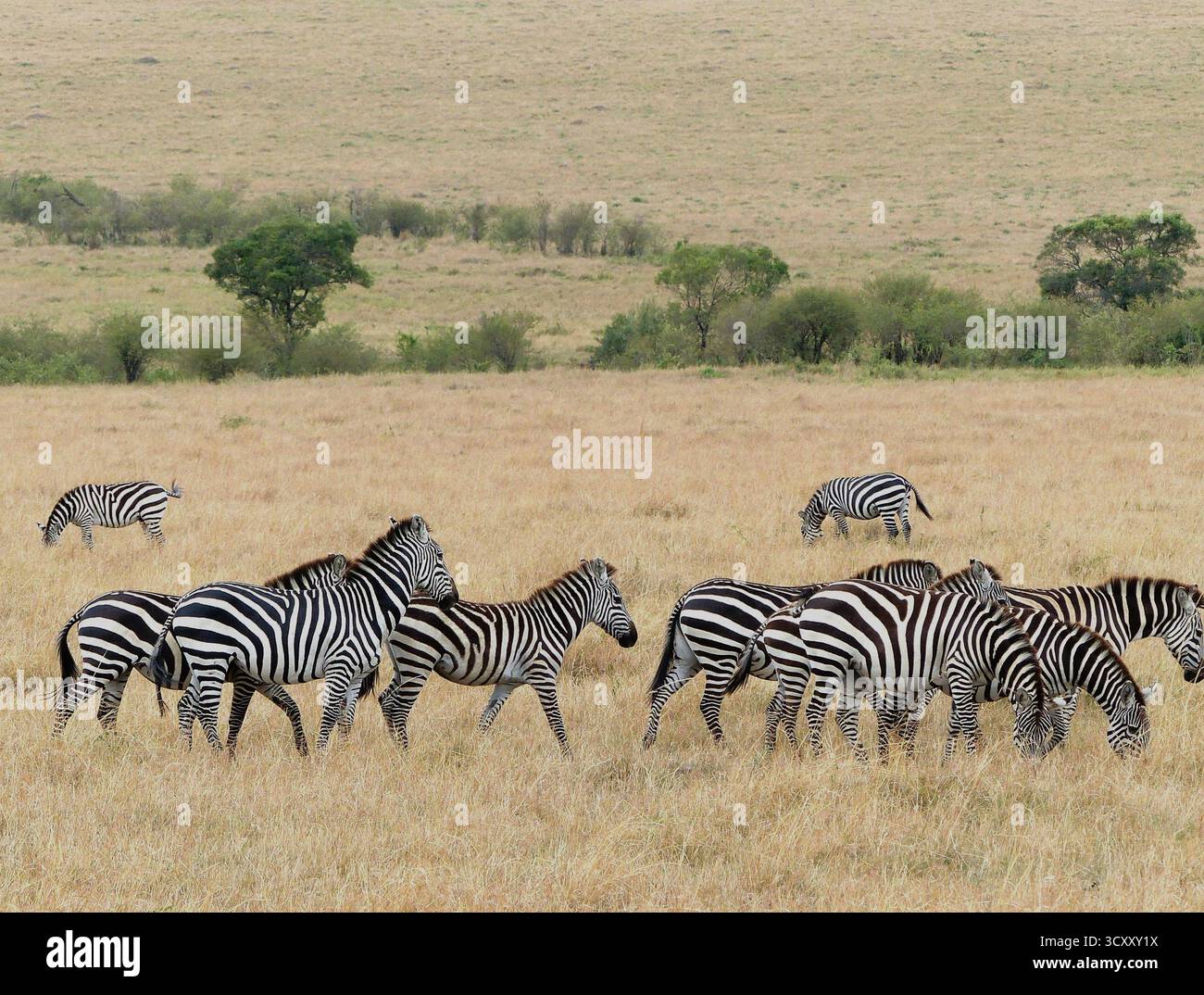 A group of zebras migrate across the arid steppe landscape of the Masai ...