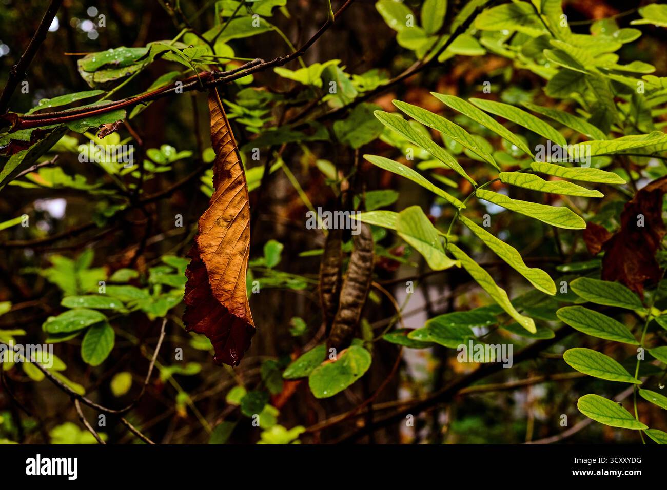First autumn leaf on the green leaves tree Stock Photo - Alamy