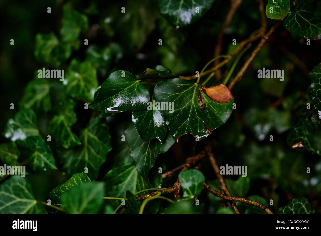 Leaf turning brown on the green leaves tree Stock Photo - Alamy