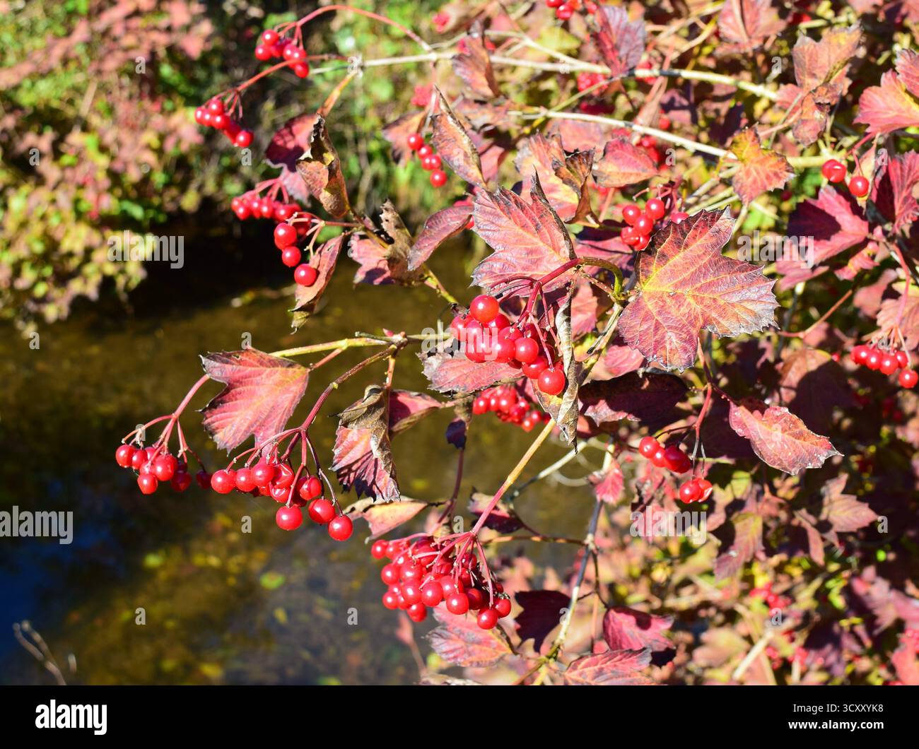 Guelder Rose Shrub Red Berries. Viburnum Opulus. National Symbol of ...
