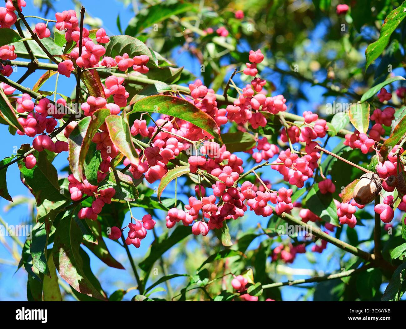 European Spindle Tree, Euonymus Europaeus, Spindleberry. Spindles ...