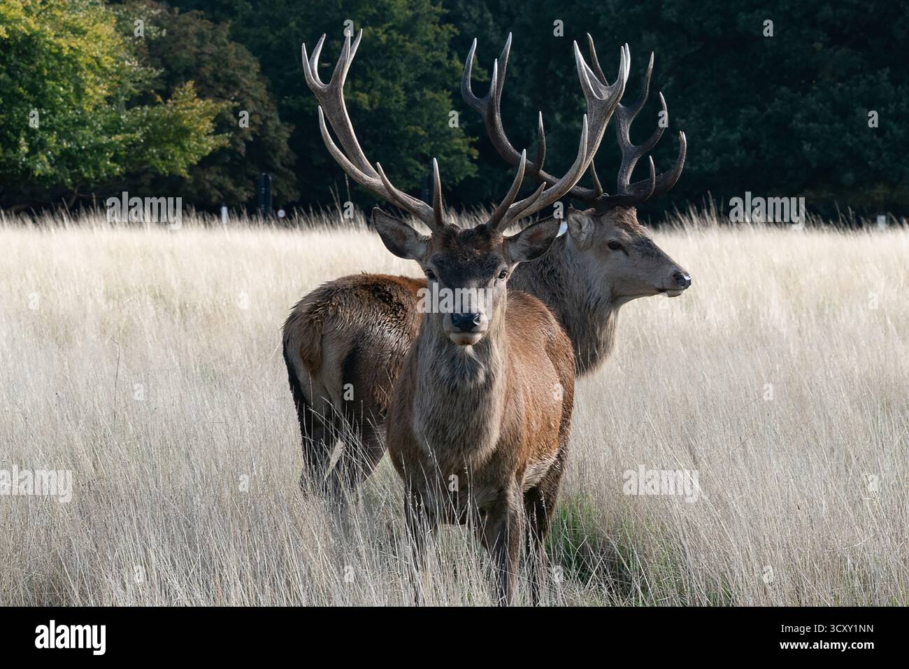 magnificent red deer in autumn Stock Photo - Alamy