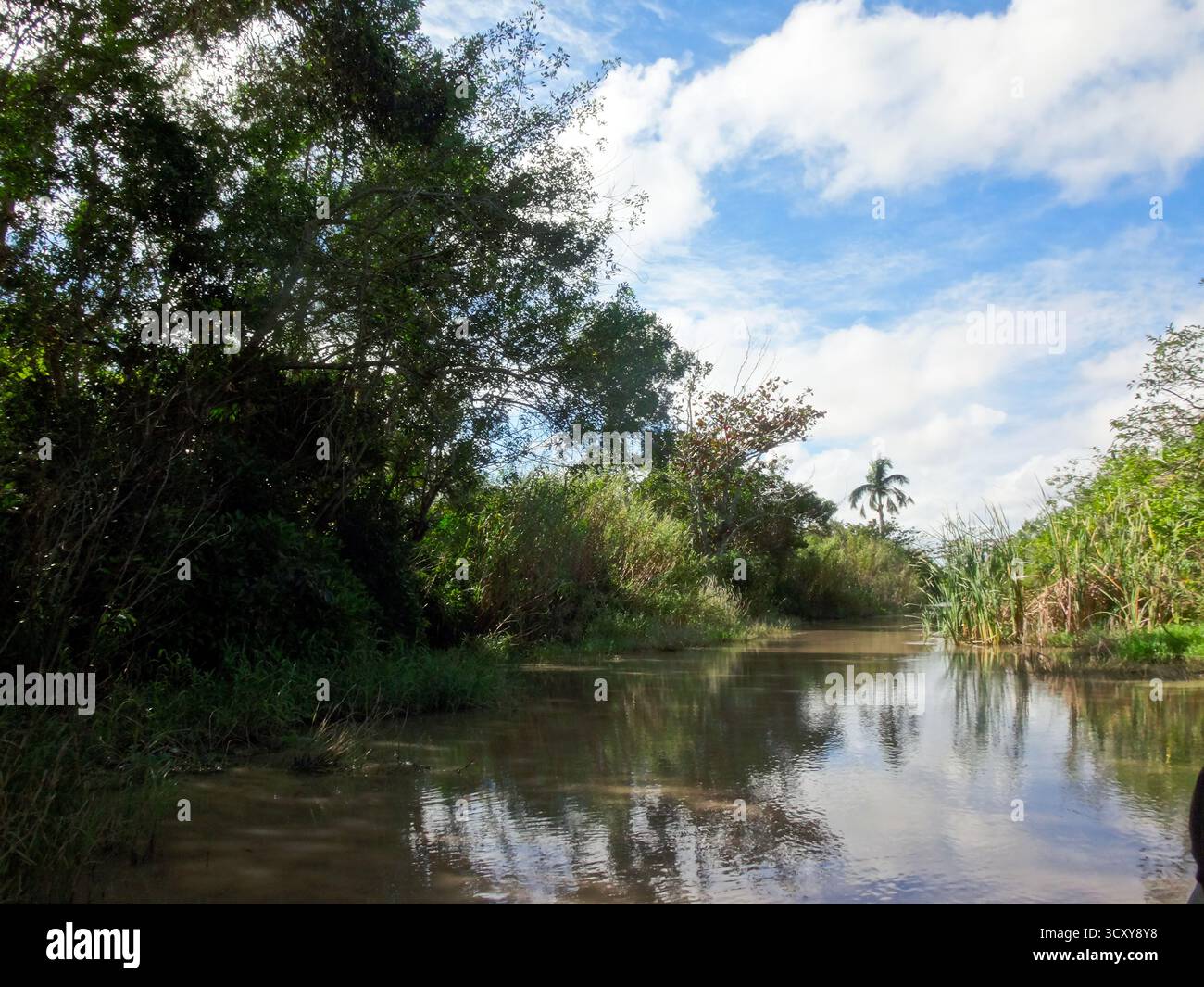 Tropical River with Dense Vegetation Under Blue Sky Stock Photo - Alamy