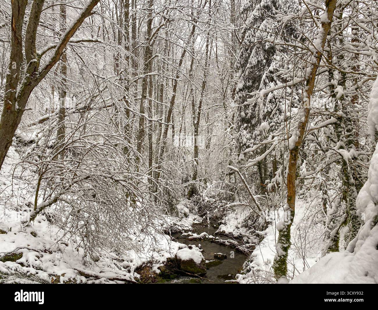 Winter Forest Stream with Snow-Covered Trees Stock Photo - Alamy