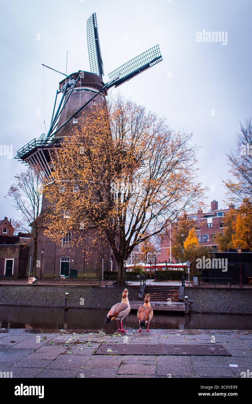 A windmill in Amsterdam, located on the canal waterfront, surrounded by ...