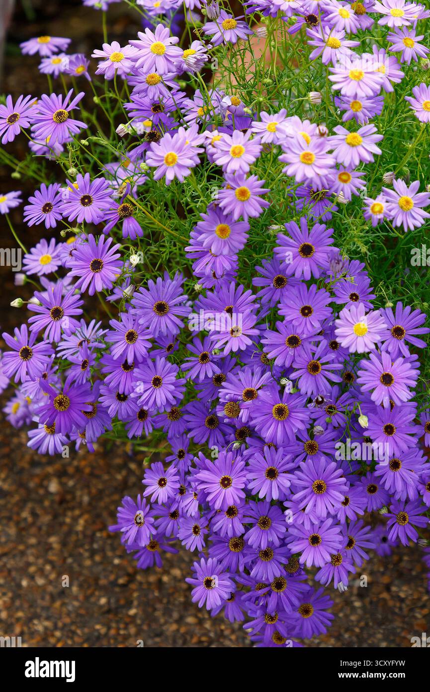 Close up of the blue flowers of the summer flowering annual garden ...