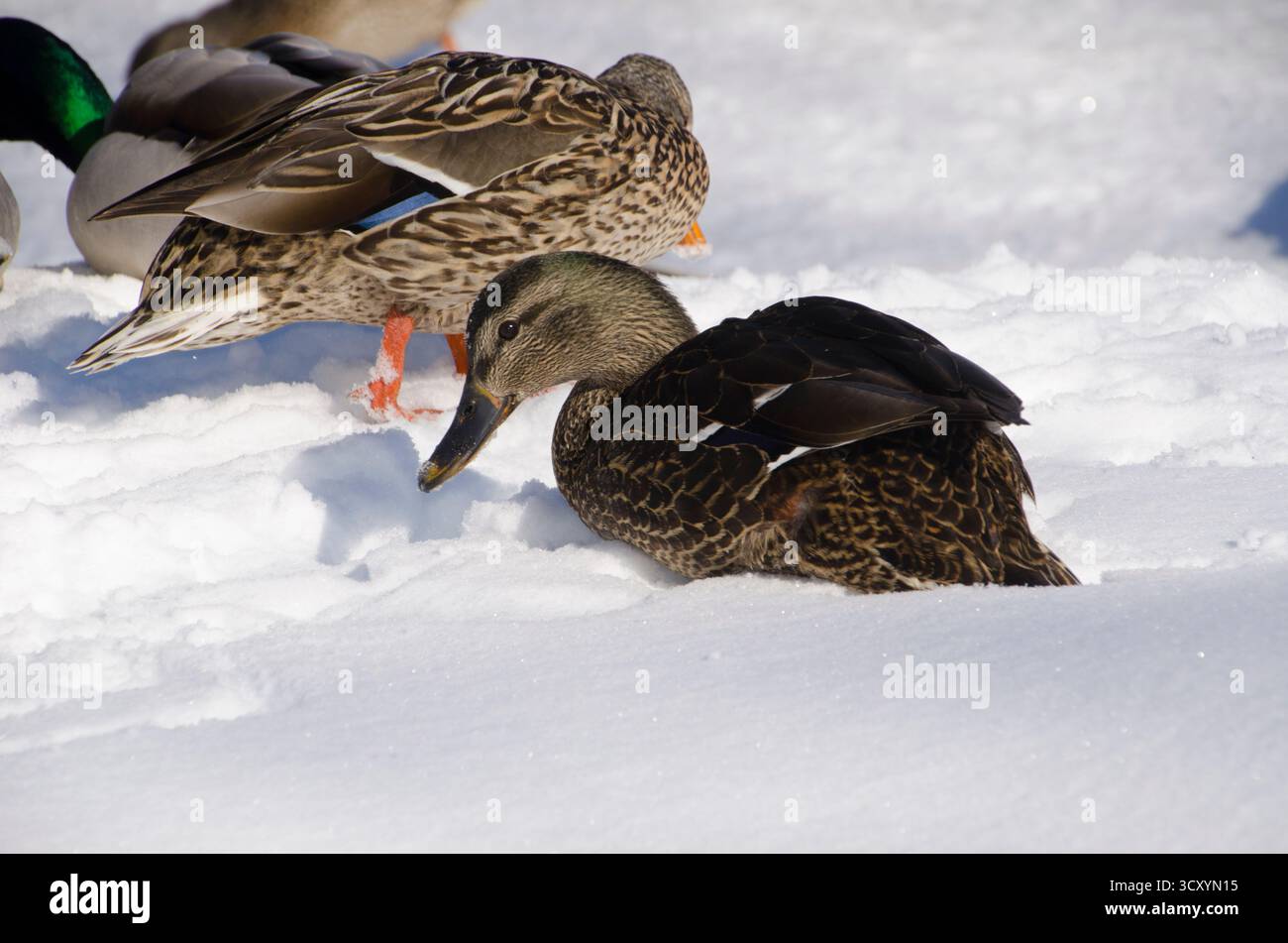 Female Mallard duck in snow looking coy, Royal River, Yarmouth, Maine ...