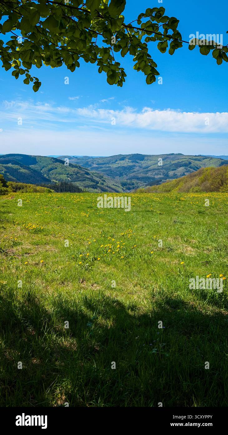 Framed overhanging tree branches blue hi-res stock photography and ...